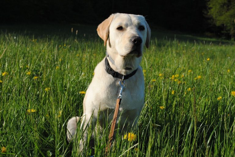 How to: 3 Must-Know Labrador Retriever Training Tips