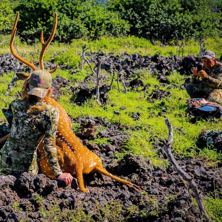 How to: Axis Deer Hunting in Hawaii