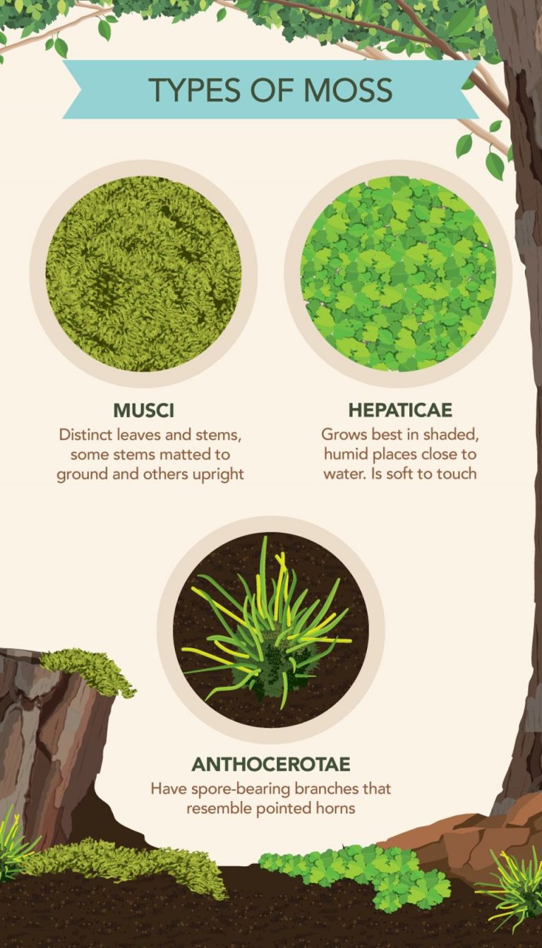 The Benefits of Moss in Your Garden