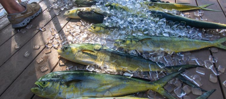 TakeMeFishing.org: How to Freeze Fresh Fish in 6 Easy Steps