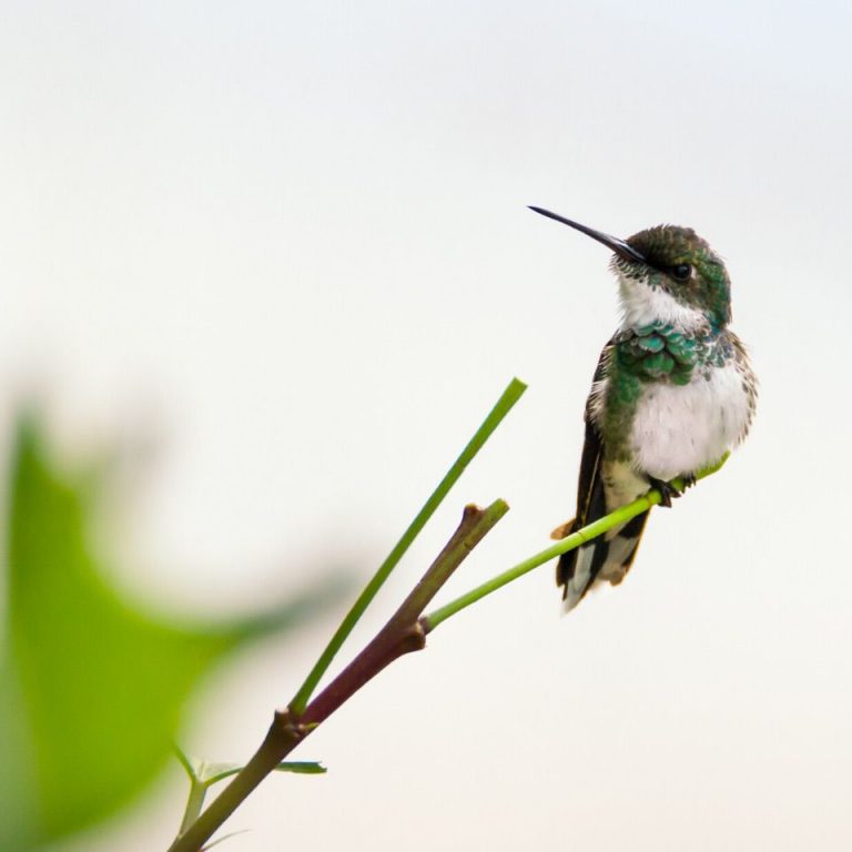Hummingbird Resources Sure to Brighten Your Spring