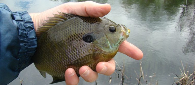 TakeMeFishing.org: 3 Basic Fly Fishing Tips to Get You Started