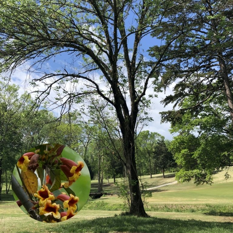 Forage Art: Enjoy a Nature Walk, Collect, then Create