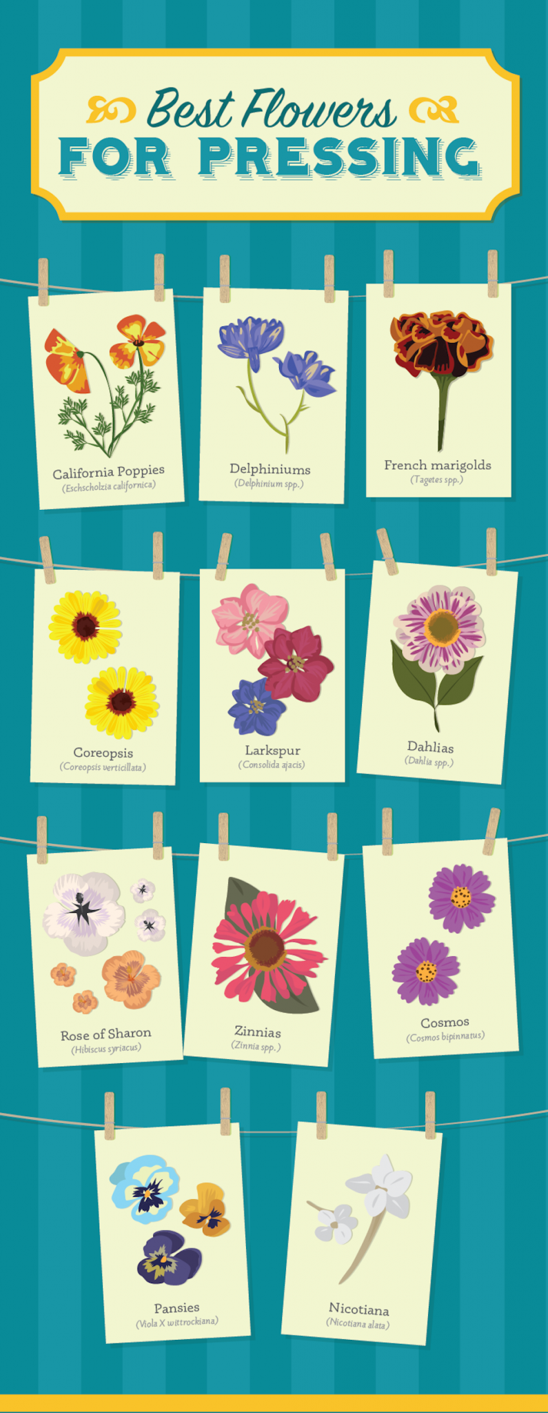 Crafting with Dried Flowers: A Guide to Drying and Pressing
