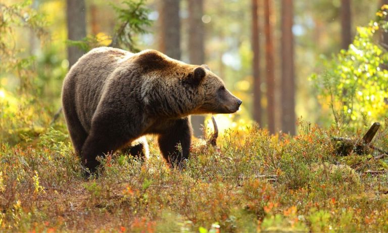 Bear Safety: How To Be Safe Around Bears (A Step By Step Guide)