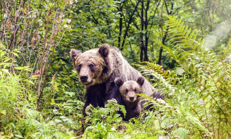 Bear Safety: How To Be Safe Around Bears (A Step By Step Guide)