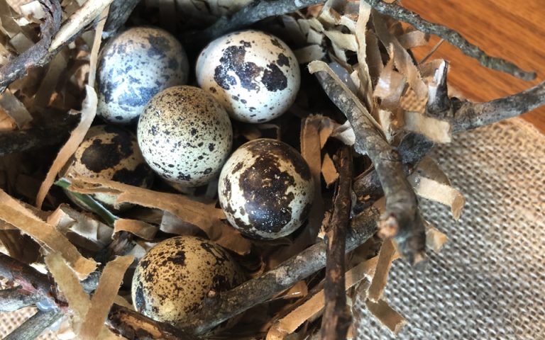 Simple Decorations: DIY Bird Nests for Quail Eggs