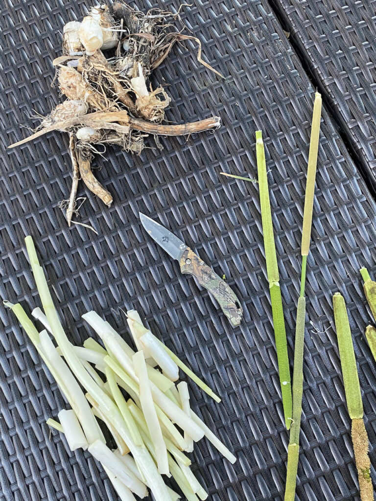 Pickled Cattail Shoots: From Foraging and Preserving to Eating