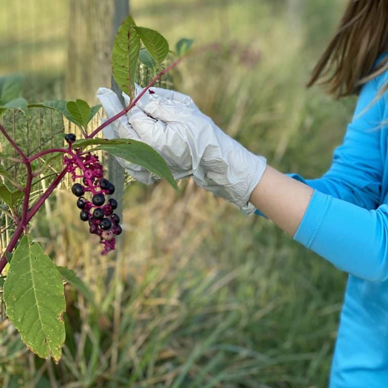 Pokeberry & Wood Christmas Ornaments
