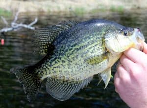 Crappie (Panfish) in the Pan