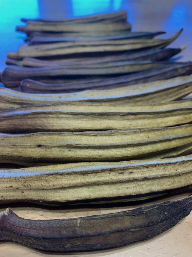 Drying Okra for Limitless Crafting Opportunities